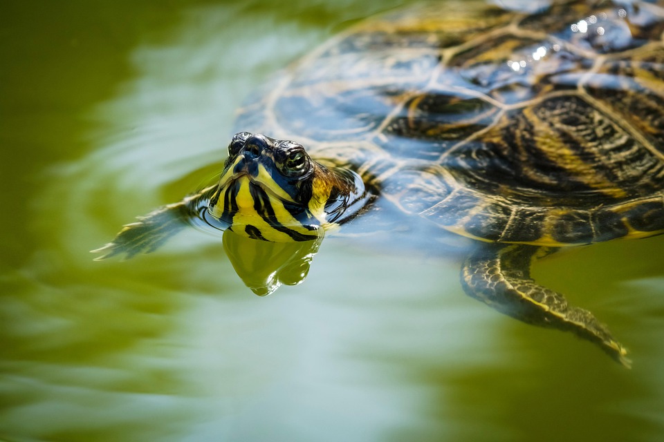 The Fascinating World of Turtle Varieties: Exploring Different Breeds ...